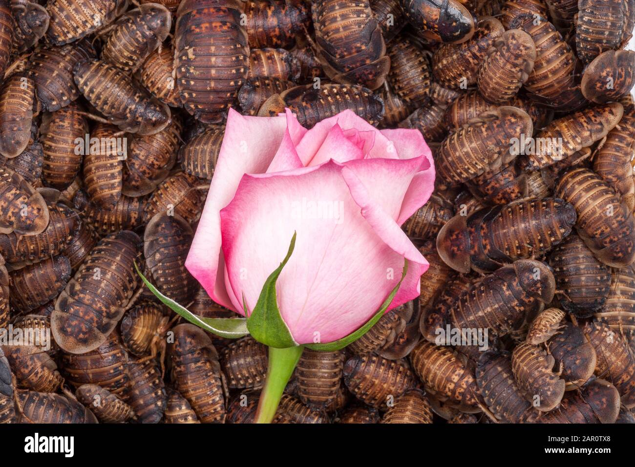 Single PINK ROSE surrounded by orange spotted roaches (Blaptica dubia ...
