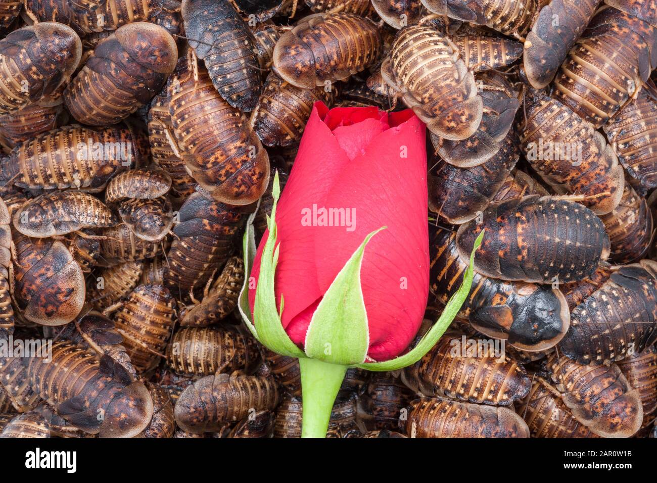 Argentinian wood cockroach blaptica dubia hi-res stock photography and ...