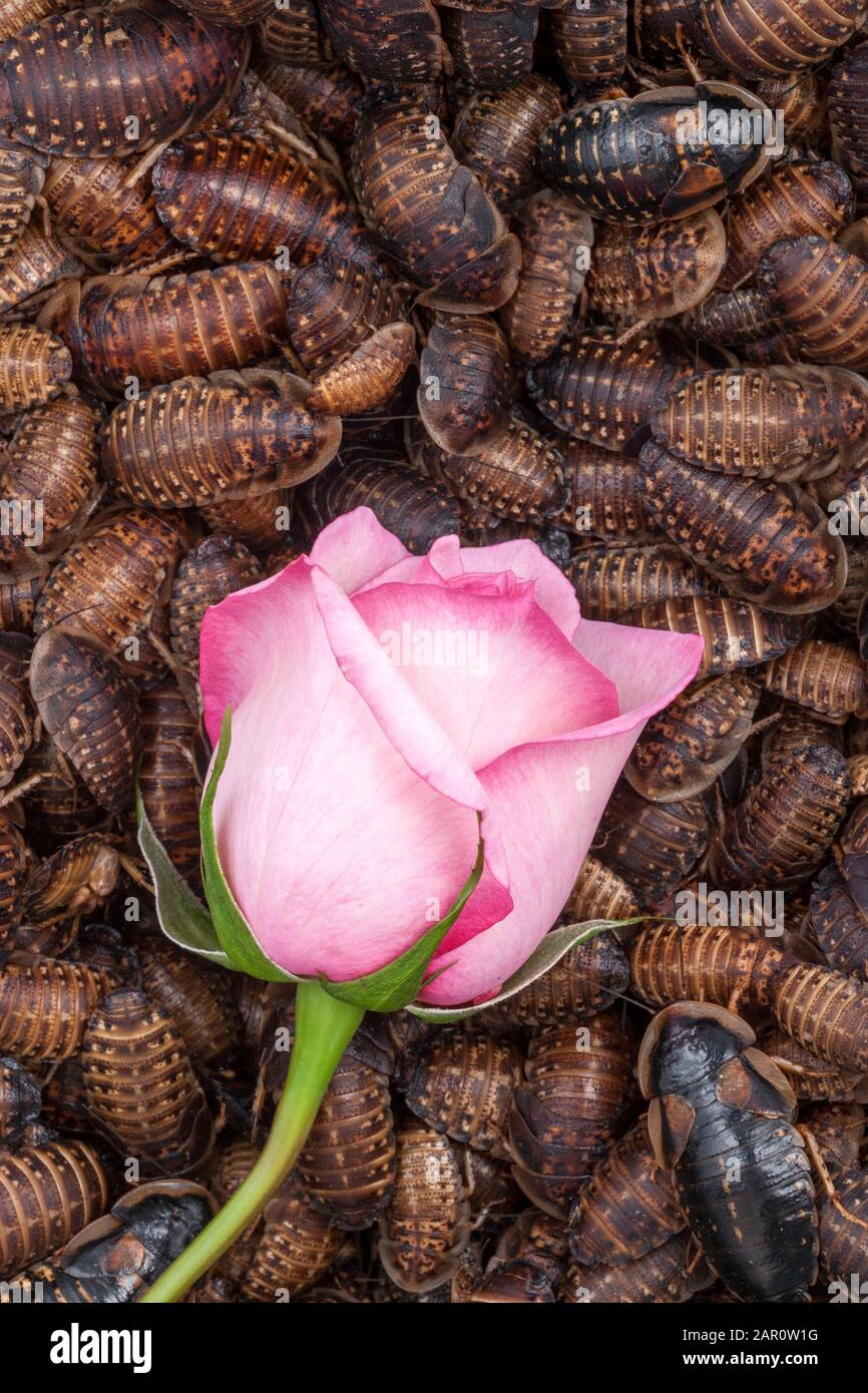 Dubia roach hi-res stock photography and images - Alamy