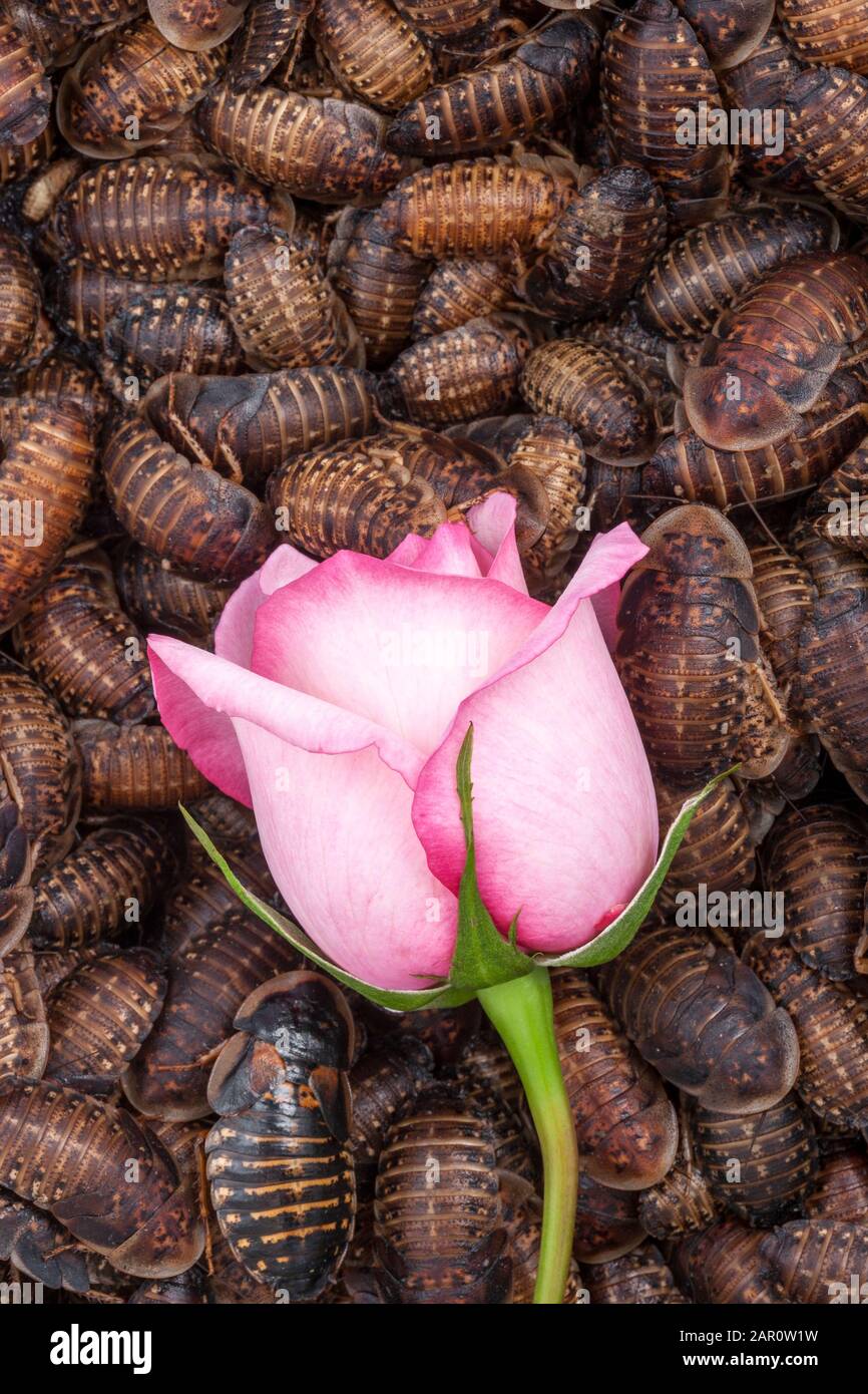 Argentinian wood cockroach blaptica dubia hi-res stock photography and ...