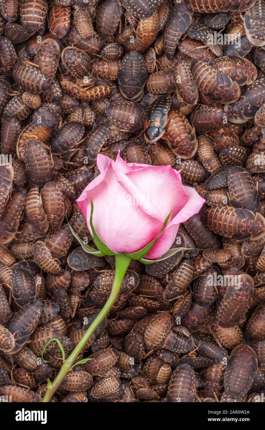 Orange spotted cockroach hi-res stock photography and images - Alamy