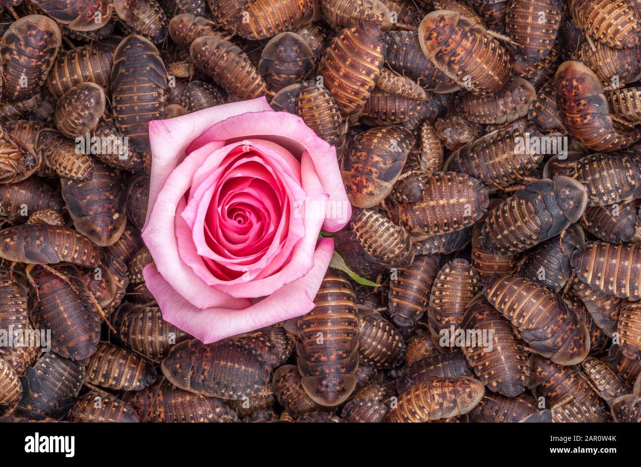 Single PINK ROSE surrounded by orange spotted roaches (Blaptica dubia ...