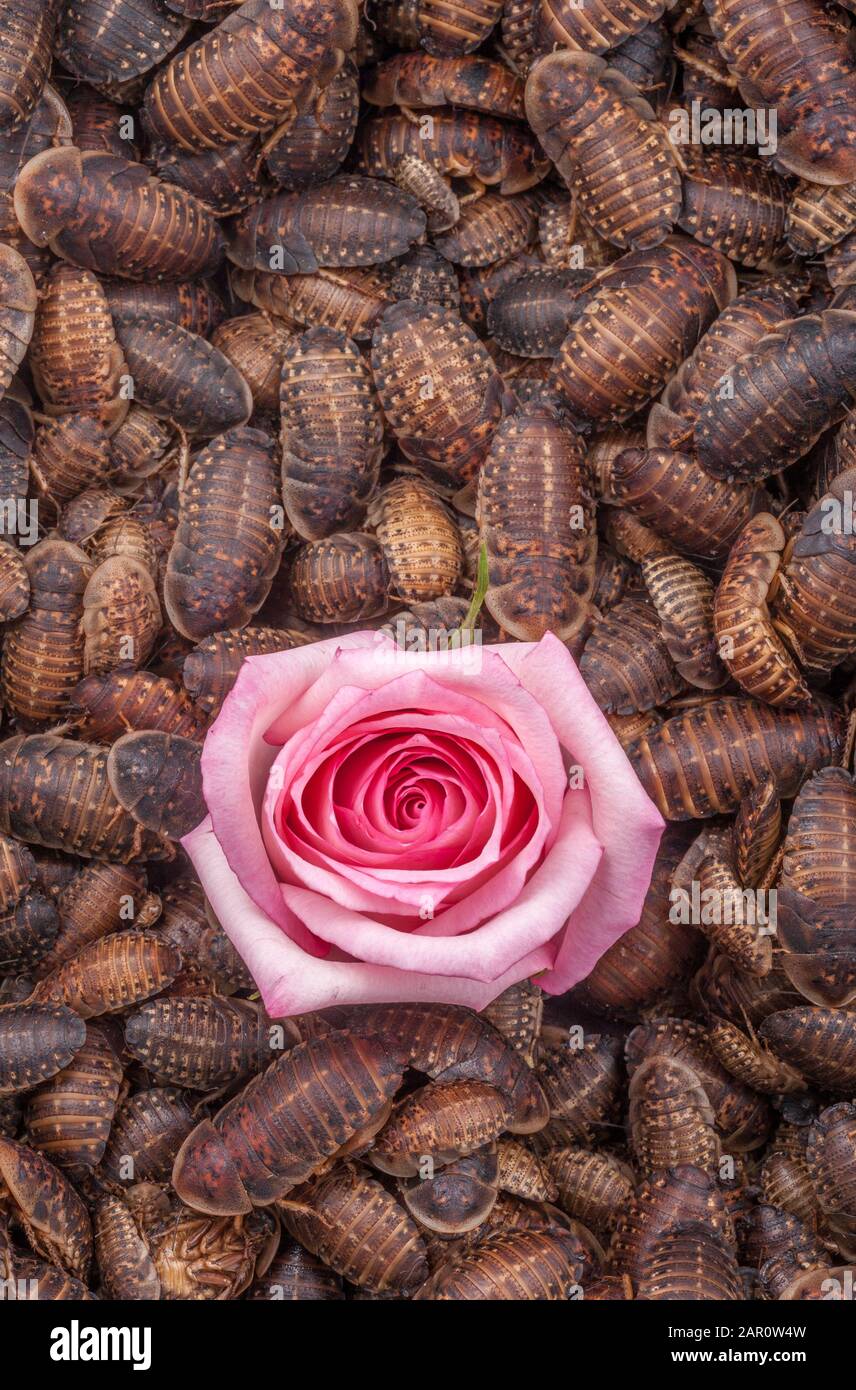 Single PINK ROSE surrounded by orange spotted roaches (Blaptica dubia ...