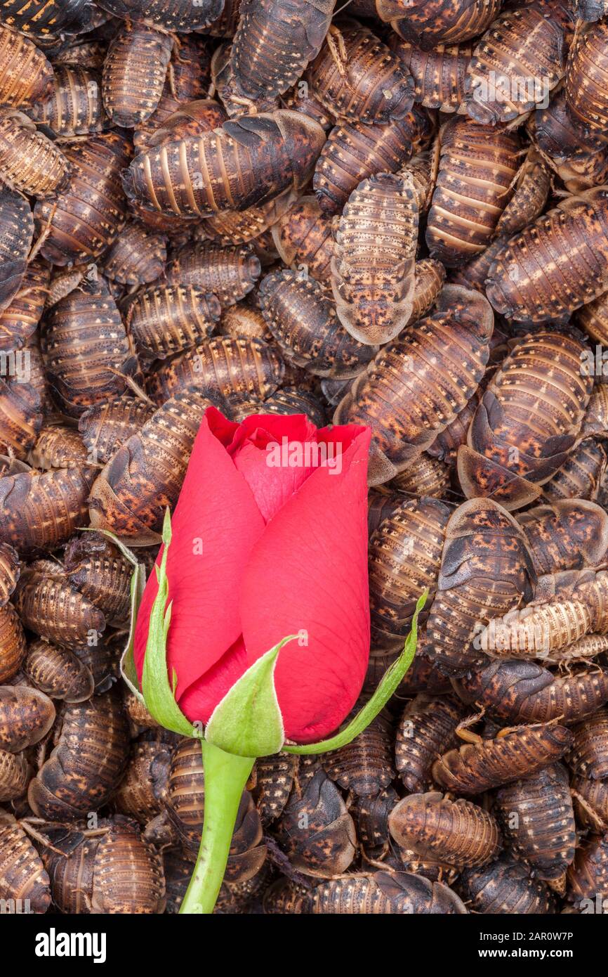 Single RED ROSE surrounded by orange spotted roaches (Blaptica dubia ...