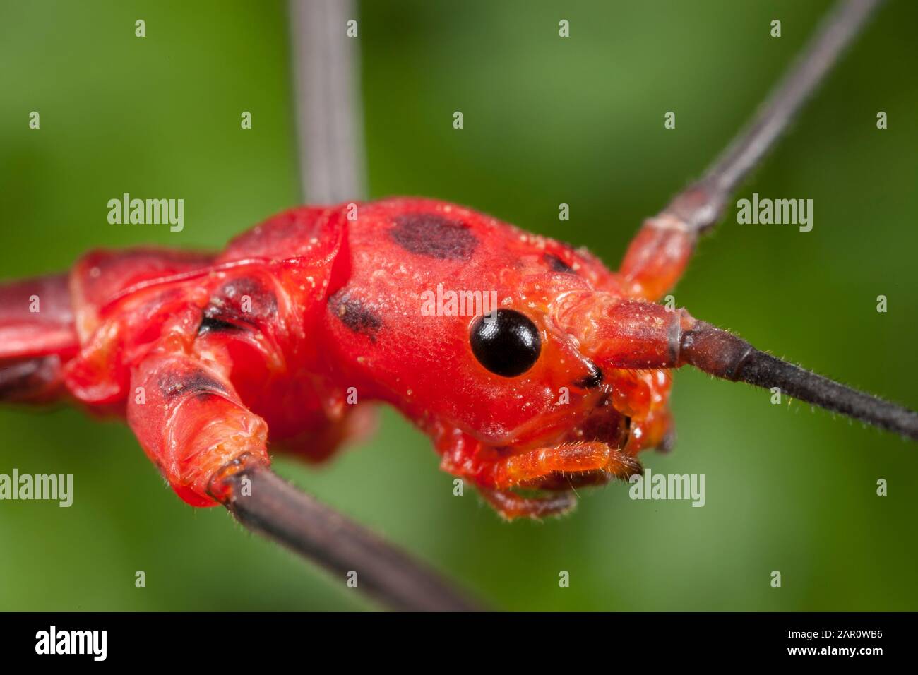 Peruvian Stick Insect (Oreophoetes peruana) Bright red male. This ...