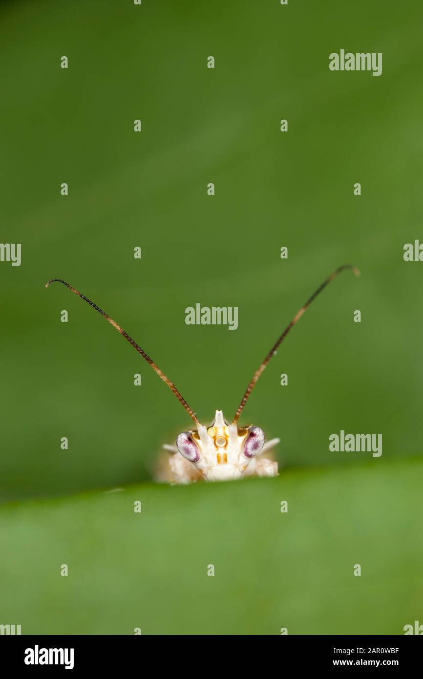 Spiny Flower Mantis (Pseudocreobotra wahlbergi) Peeking from behind ...