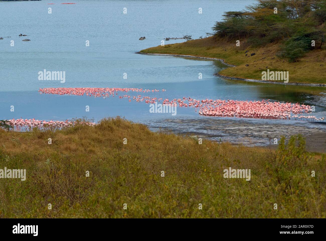 Colonies of flamingos colouring Lake Momella in Northern Tanzania Stock ...