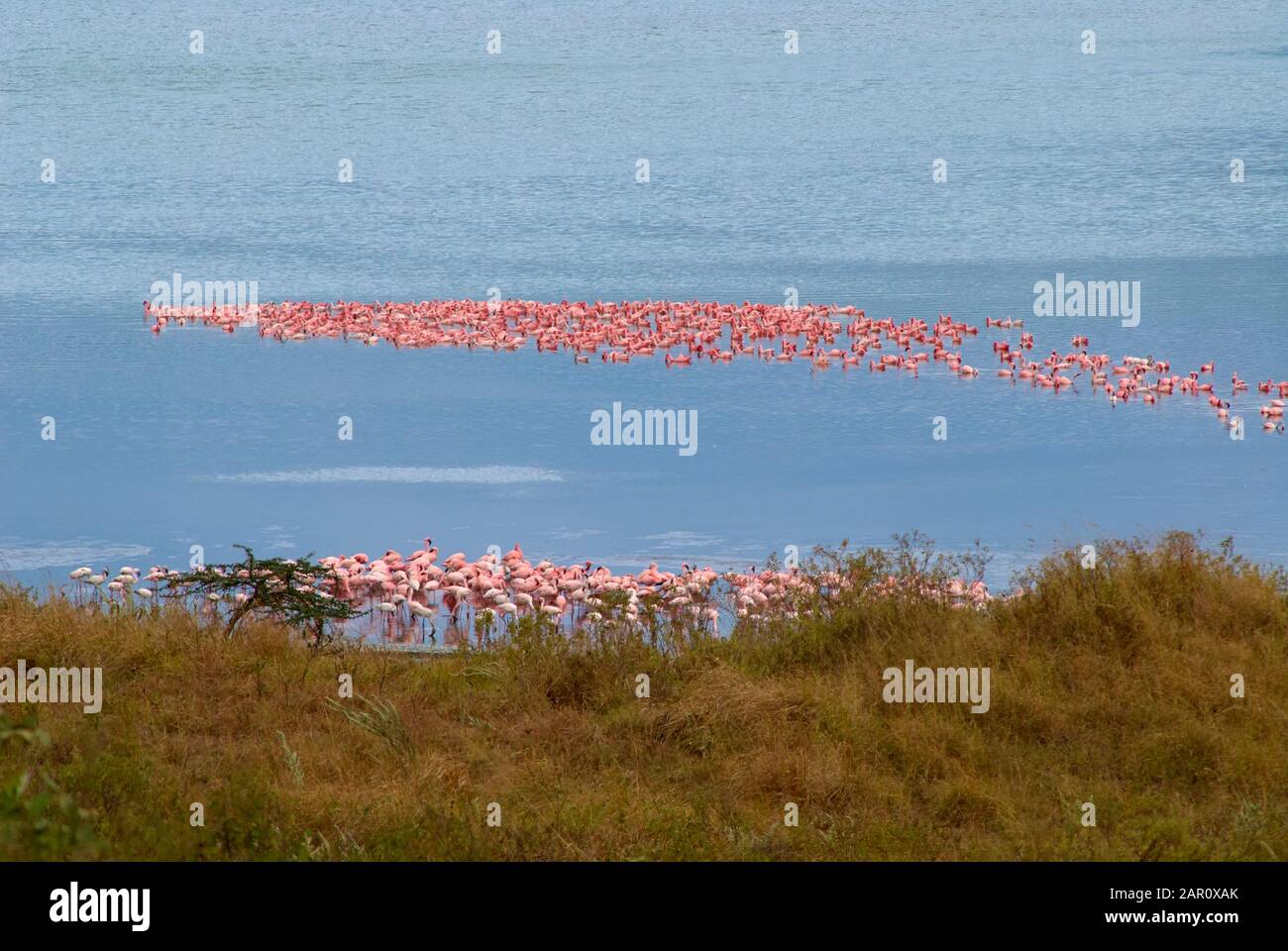 Colonies of flamingos colouring Lake Momella in Northern Tanzania Stock ...