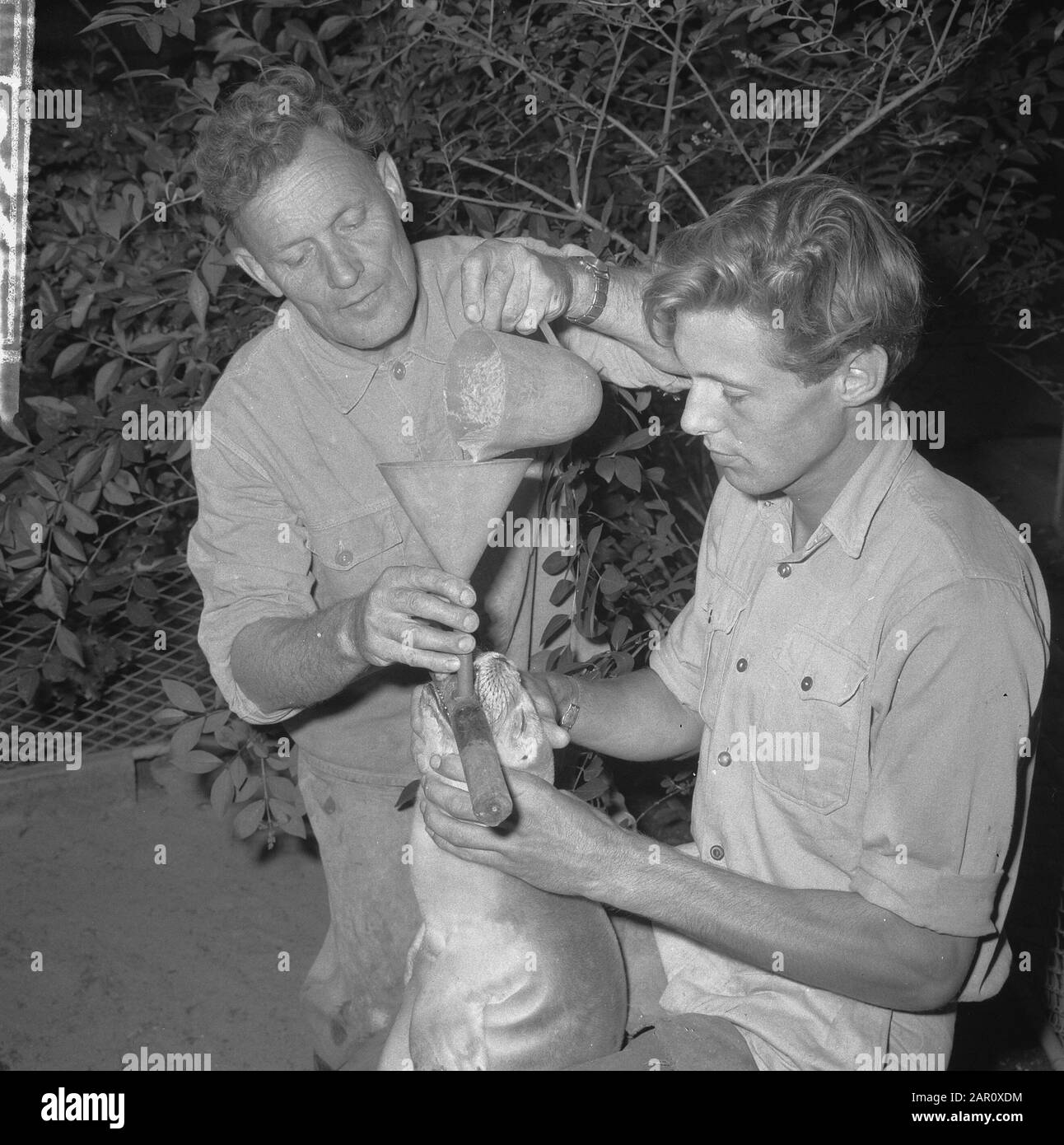 Seal baby in Artis gets nutrition per snake Date: June 29, 1964 ...