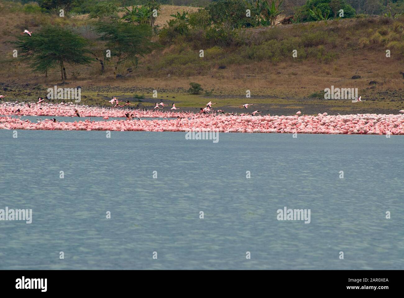 A colony of flamingos at lake Momella, Northern Tanzania Stock Photo ...