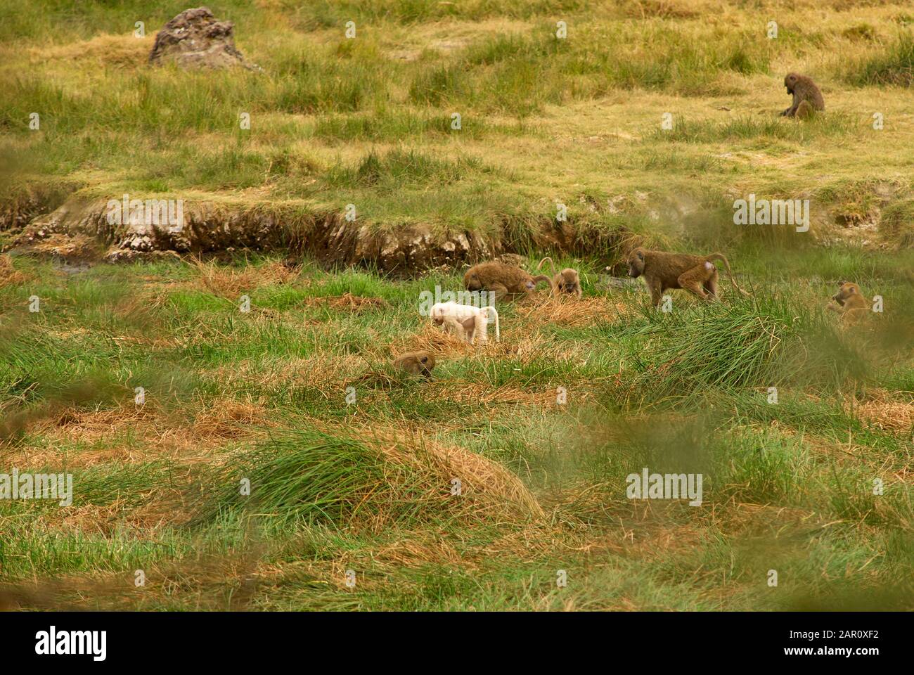A rare white baboon Stock Photo - Alamy