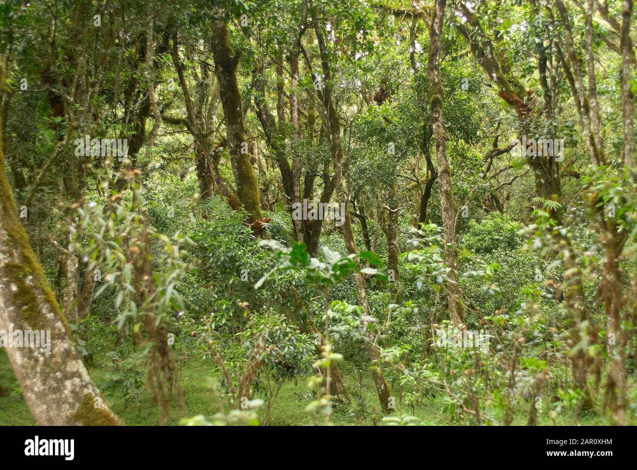 Rain forest on Mount Meru Stock Photo - Alamy
