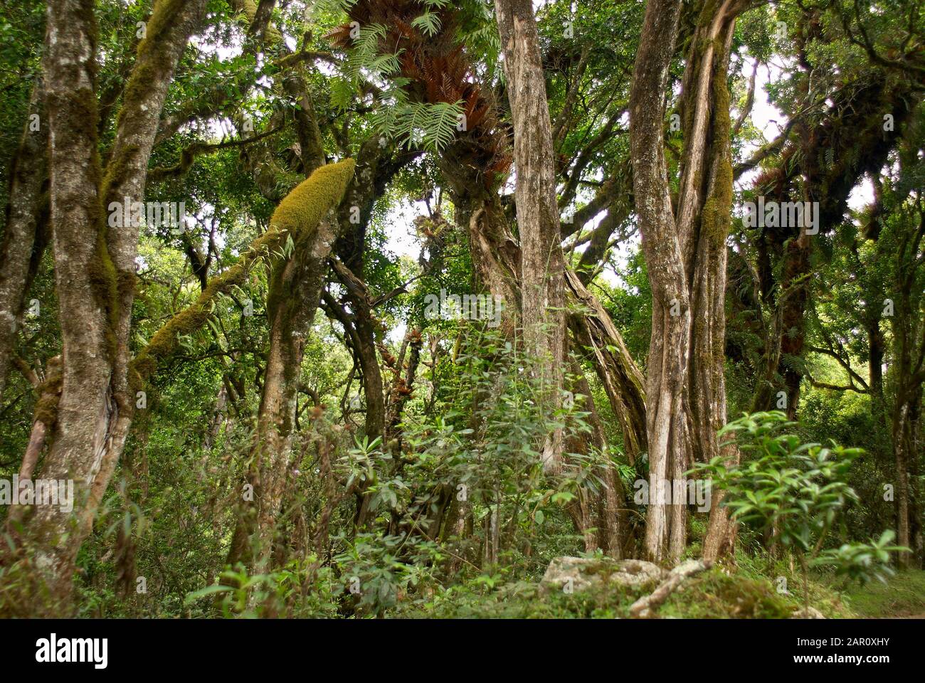 Arusha national park and mount meru hi-res stock photography and images ...