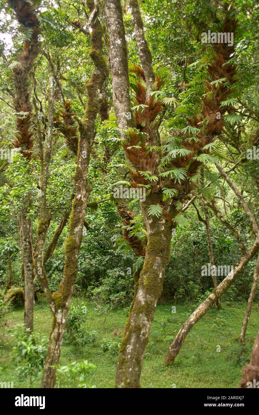 Meru forest hi-res stock photography and images - Alamy