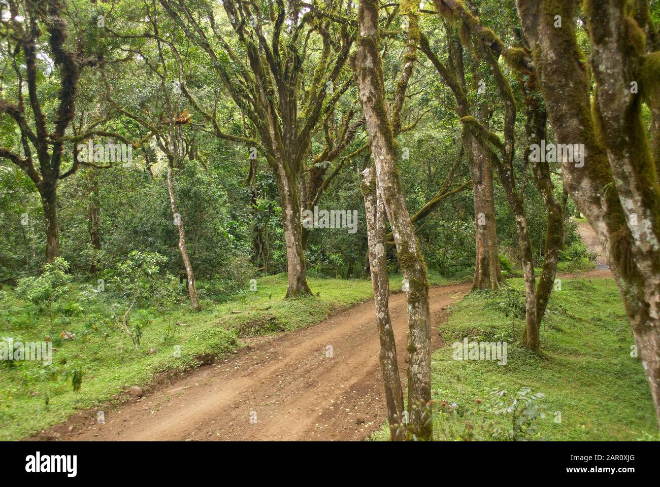 Rain forest on Mount Meru Stock Photo - Alamy
