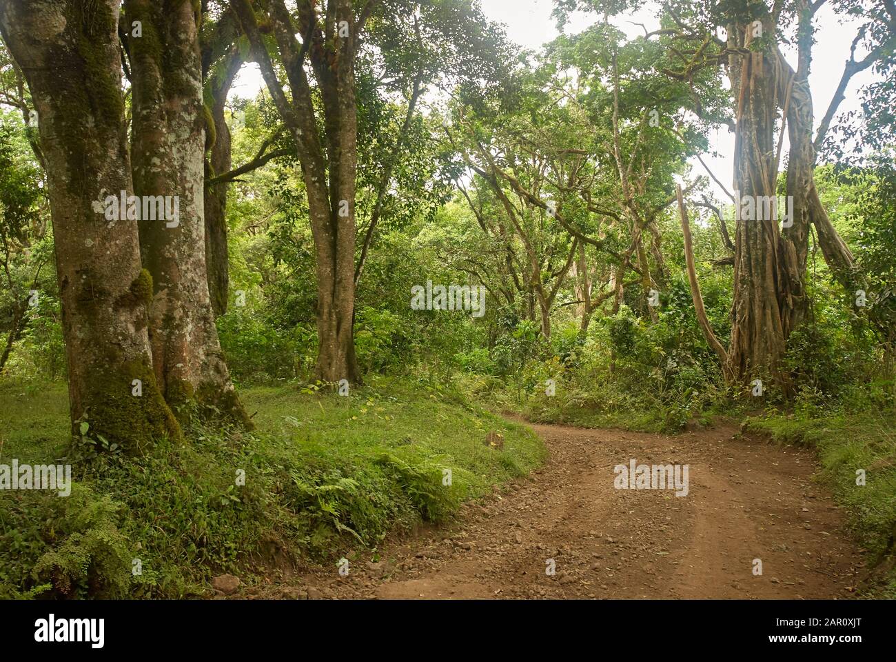 Rain forest on Mount Meru Stock Photo - Alamy