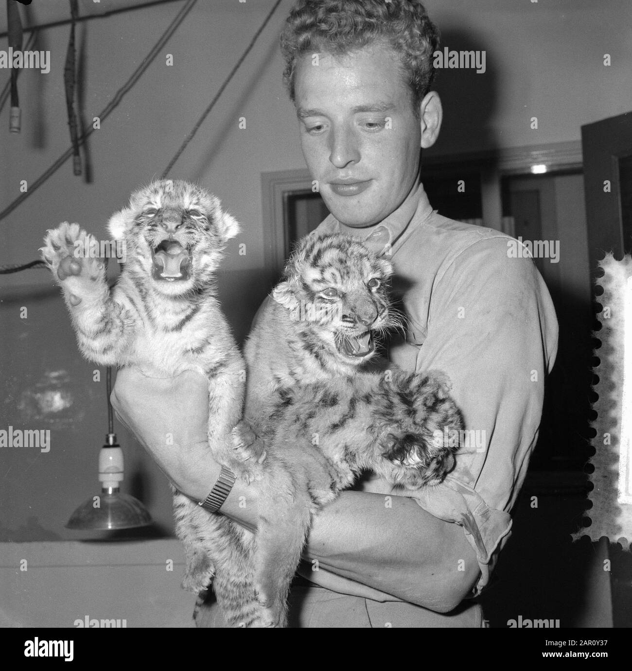 Young tigers in Artis Date: August 17, 1964 Keywords: TIGERS ...