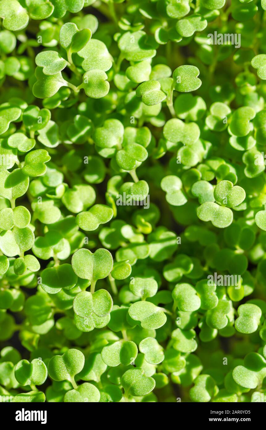 Arugula sprouts in sunlight from above. Sprouting rocket, Eruca ...