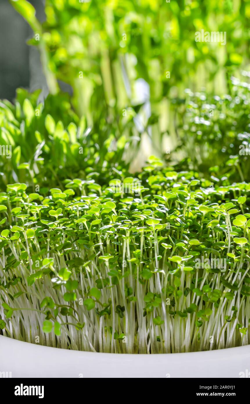 Pea cress hi-res stock photography and images - Alamy