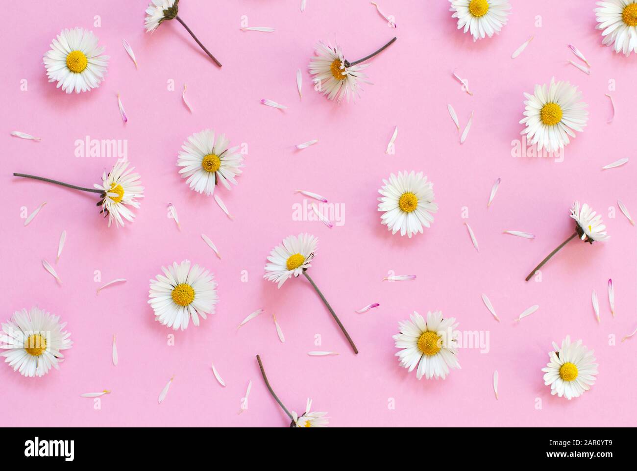 Light Pink Daisy Background
