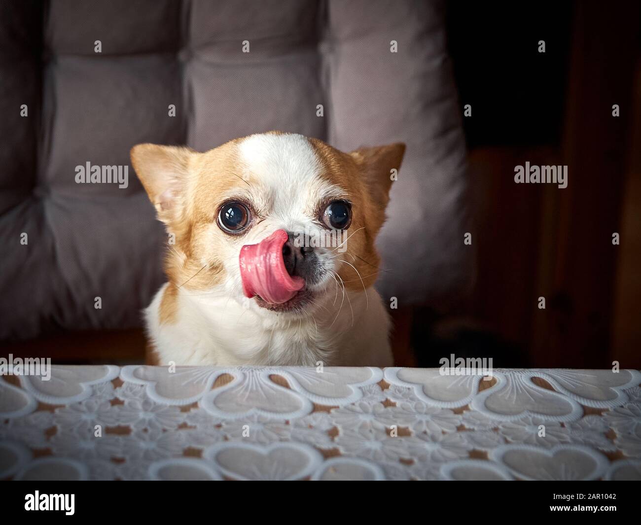 Chihua hi-res stock photography and images - Alamy