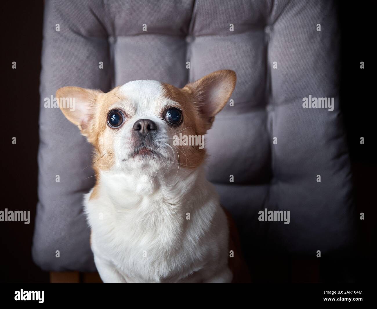 An hua dark hi-res stock photography and images - Alamy