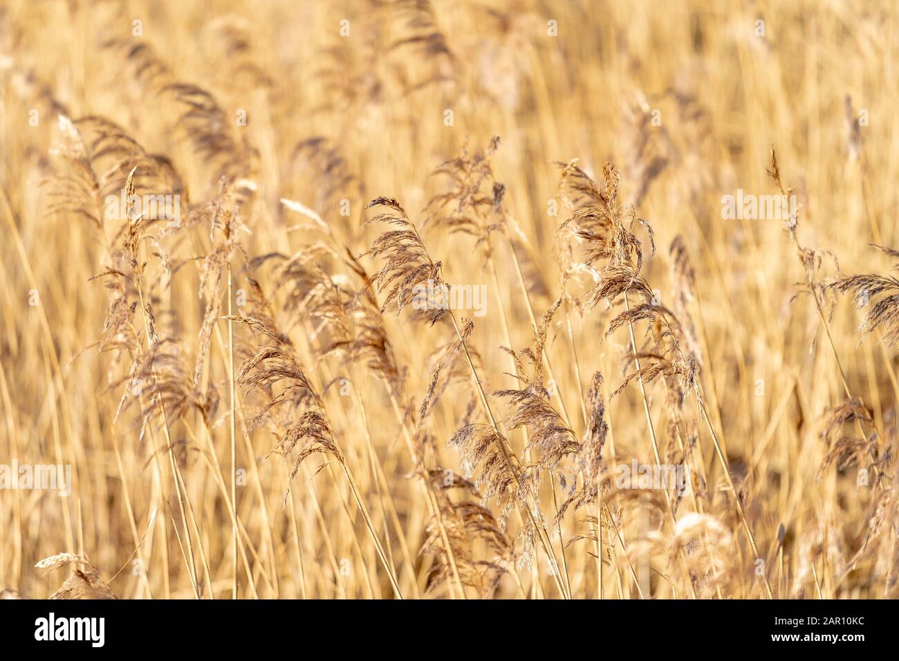 Golden colour reeds hi-res stock photography and images - Alamy