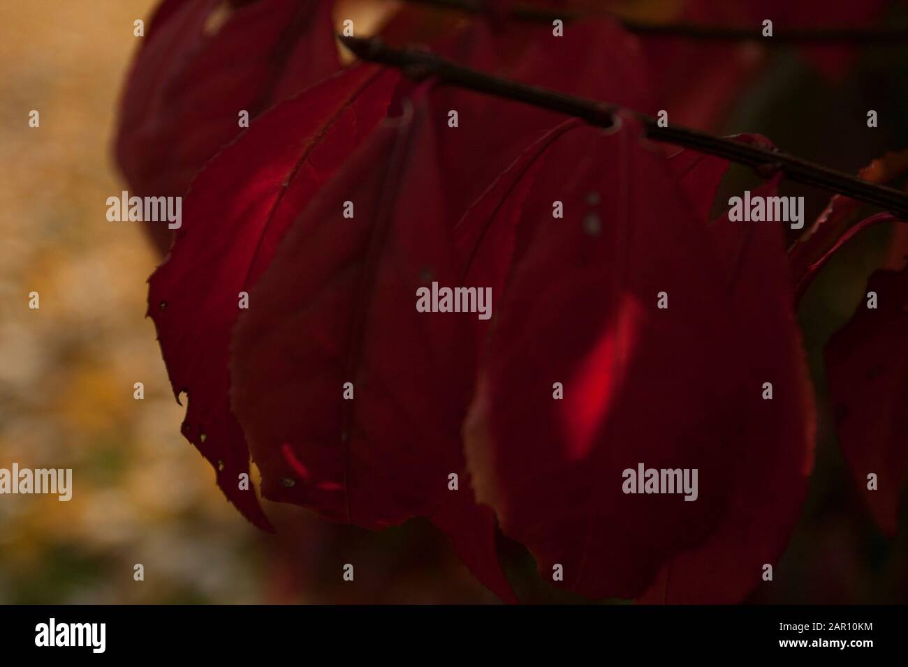 Burning Bush in Autumn Stock Photo - Alamy