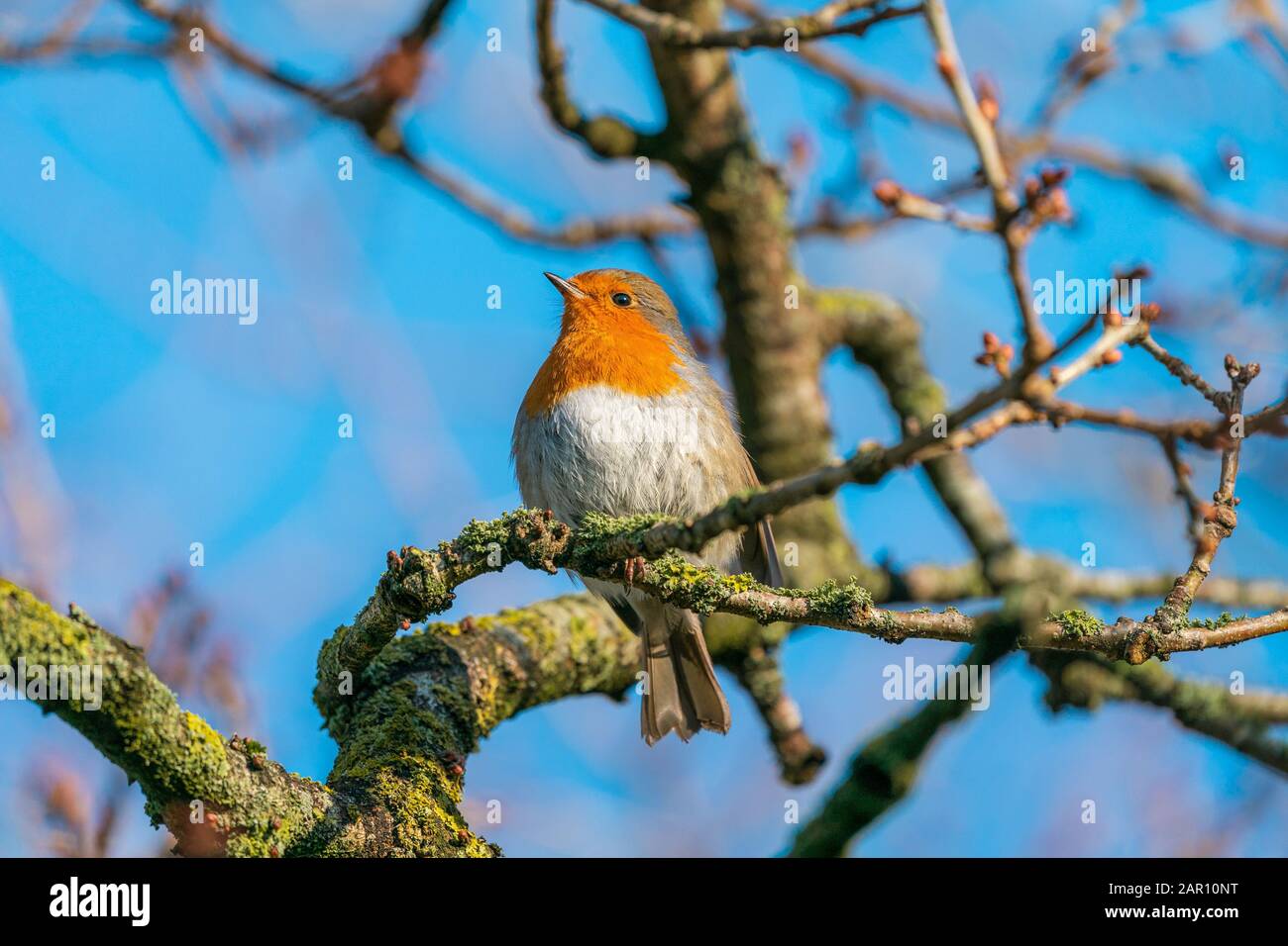 Robin in tree in winter Stock Photo - Alamy