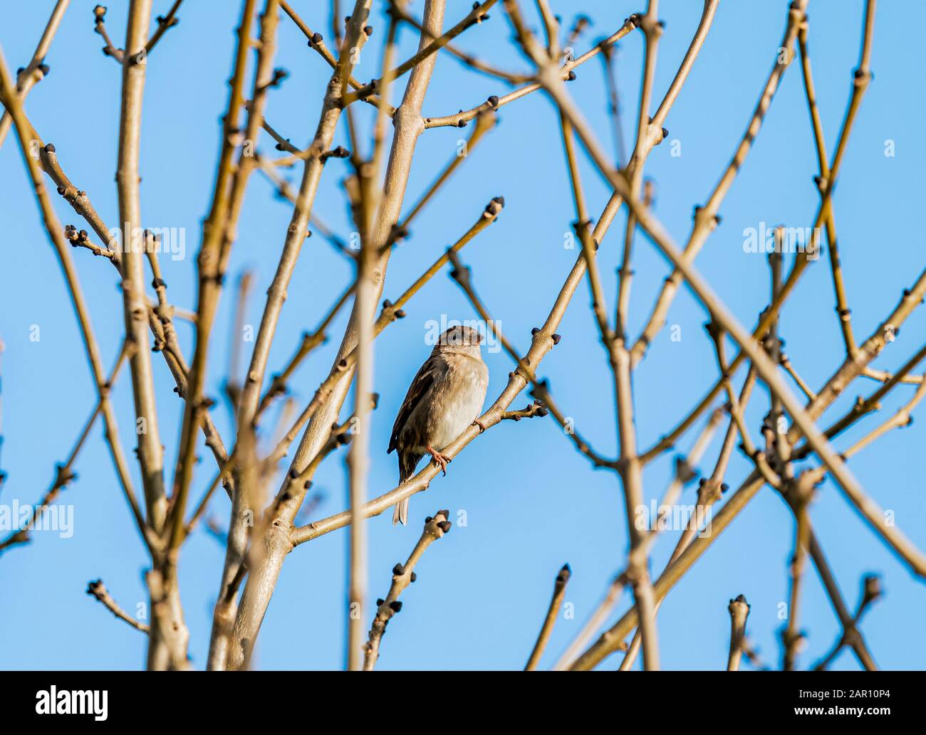 Sparrow in ash tree, sunny Stock Photo - Alamy