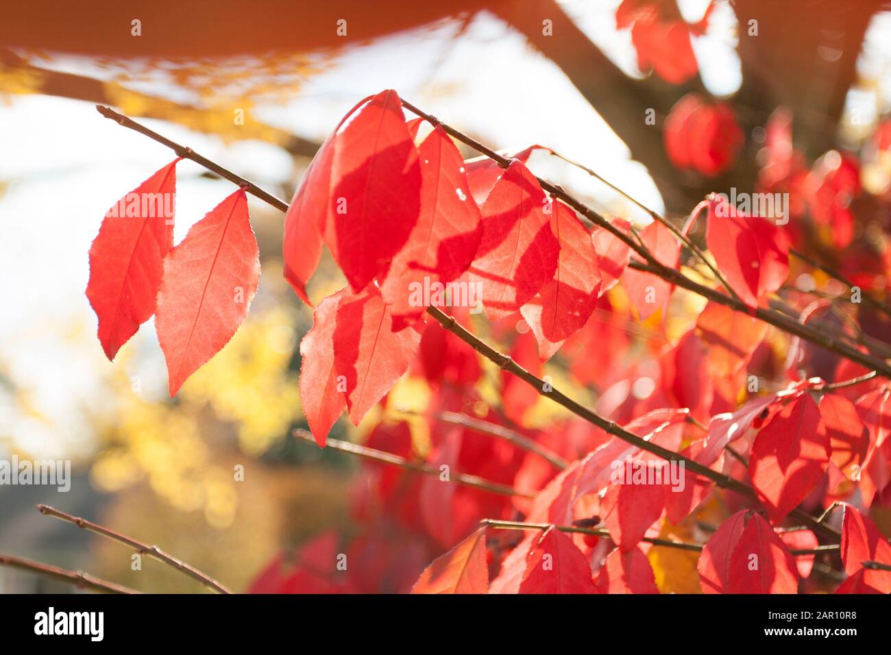 Burning Bush in Autumn Stock Photo - Alamy