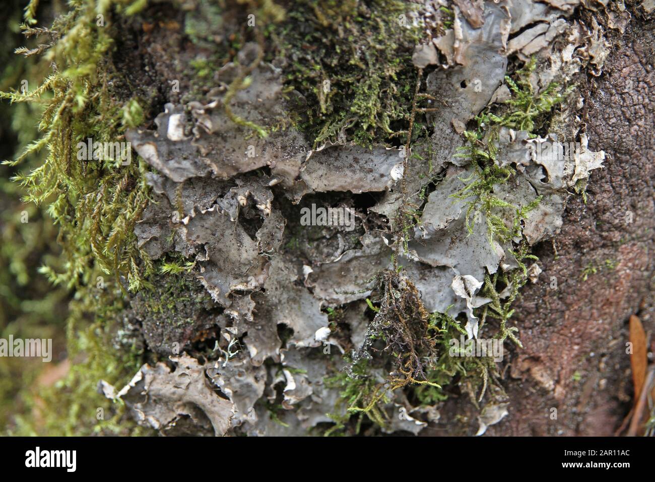 Wolf lichen and foliose lichen on tree at Blyde River Canyon ...