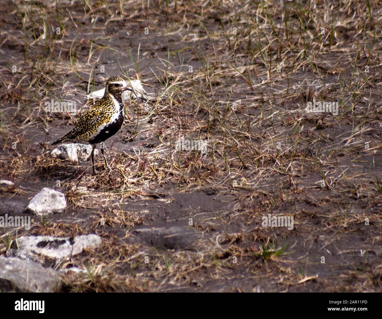 Golden Plover in breeding plumage Beinn Eighe Nature reserve ,Scottish ...