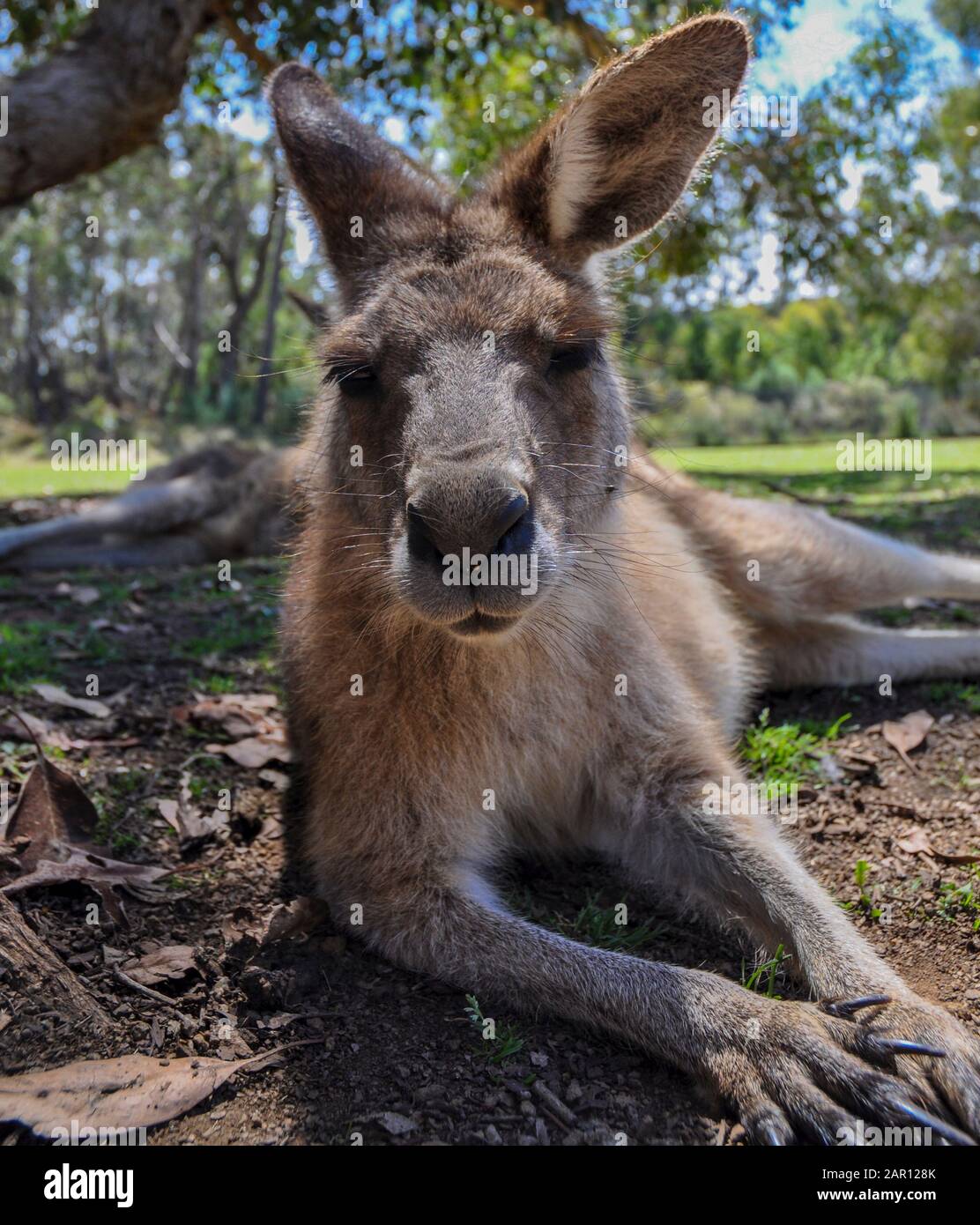 Cool kangaroo in Tasmania, Australia Stock Photo - Alamy