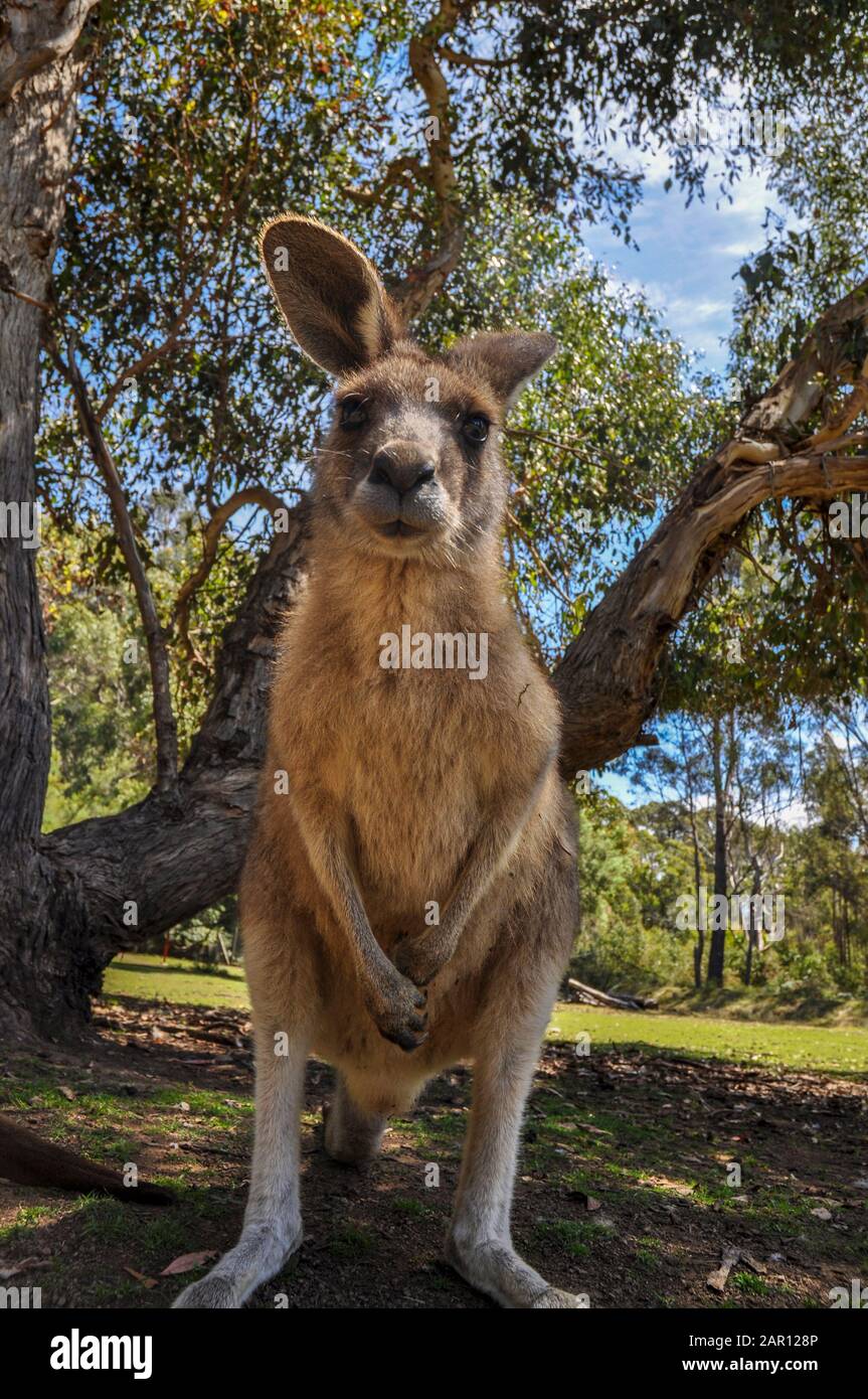 Cool kangaroo in Tasmania, Australia Stock Photo - Alamy