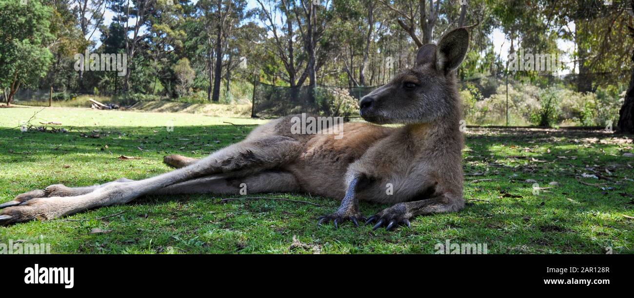 Kangaroo laying down hi-res stock photography and images - Alamy