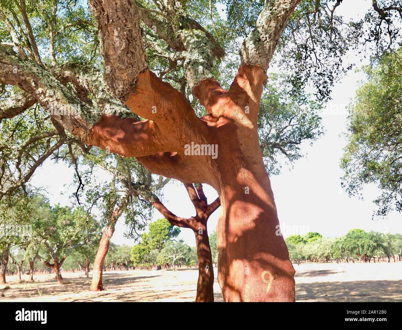 Beautiful cork oak tree in a forest of cork oaks in the Alentejo region of Portugal Stock Photo ...