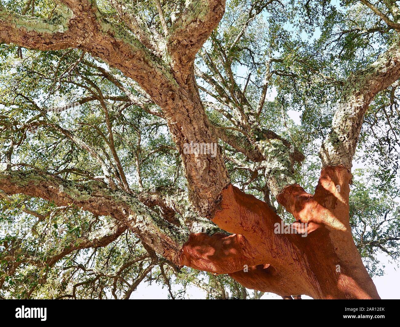 Beautiful cork oak tree in a forest of cork oaks in the Alentejo region ...