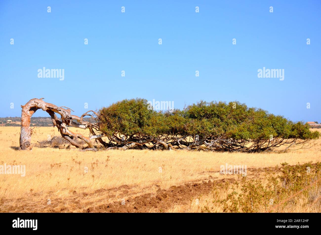 Constant southerly winds has shaped this Eucalyptus Tree Stock Photo ...