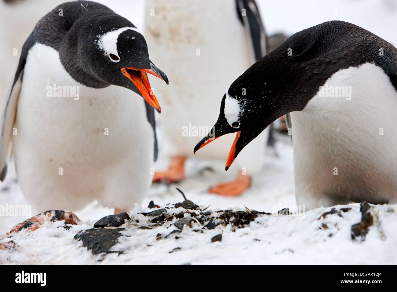 Penguin Nesting Behavior Hi res Stock Photography And Images Alamy