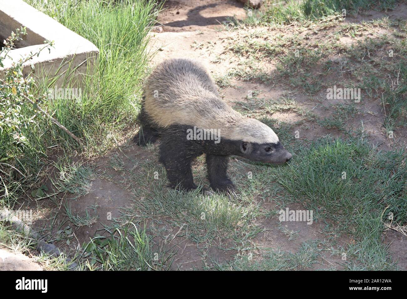 Endangered specy species hi-res stock photography and images - Alamy