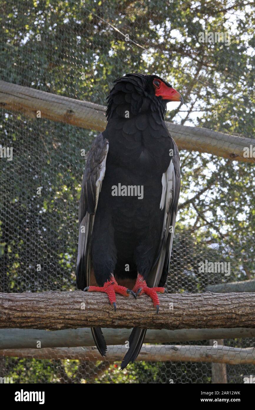 Bateleur eagle adult at Hoedspruit Endangered Species Centre, Hazyview ...