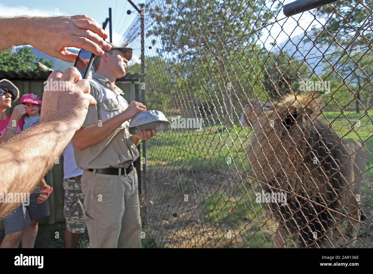 Tourists with game ranger feeding lion at fence, Hoedspruit Endangered ...