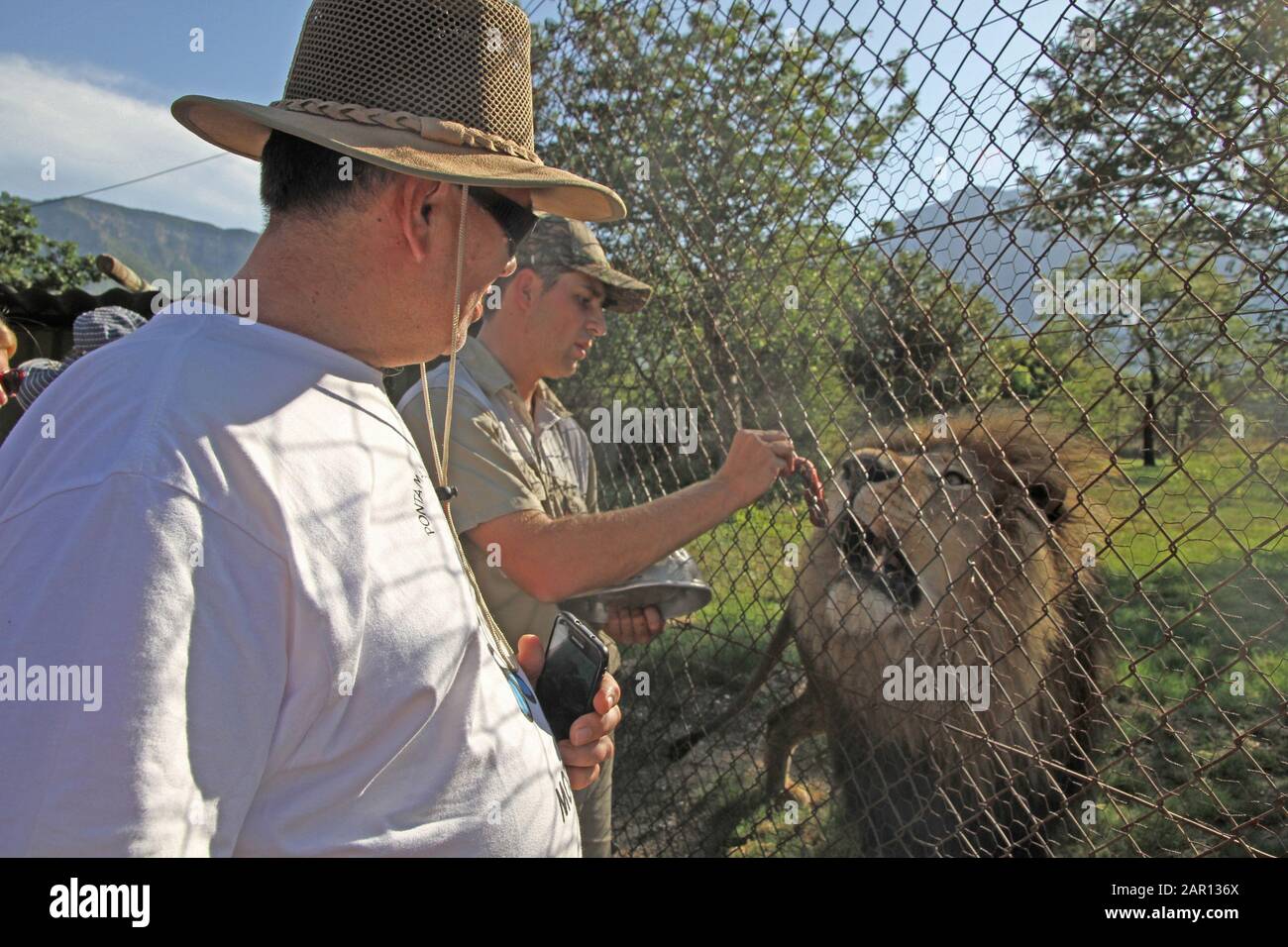 Tourist with game ranger feeding lion at fence, Hoedspruit Endangered ...