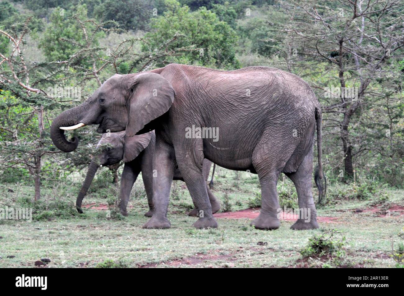 Solio national park hi-res stock photography and images - Alamy