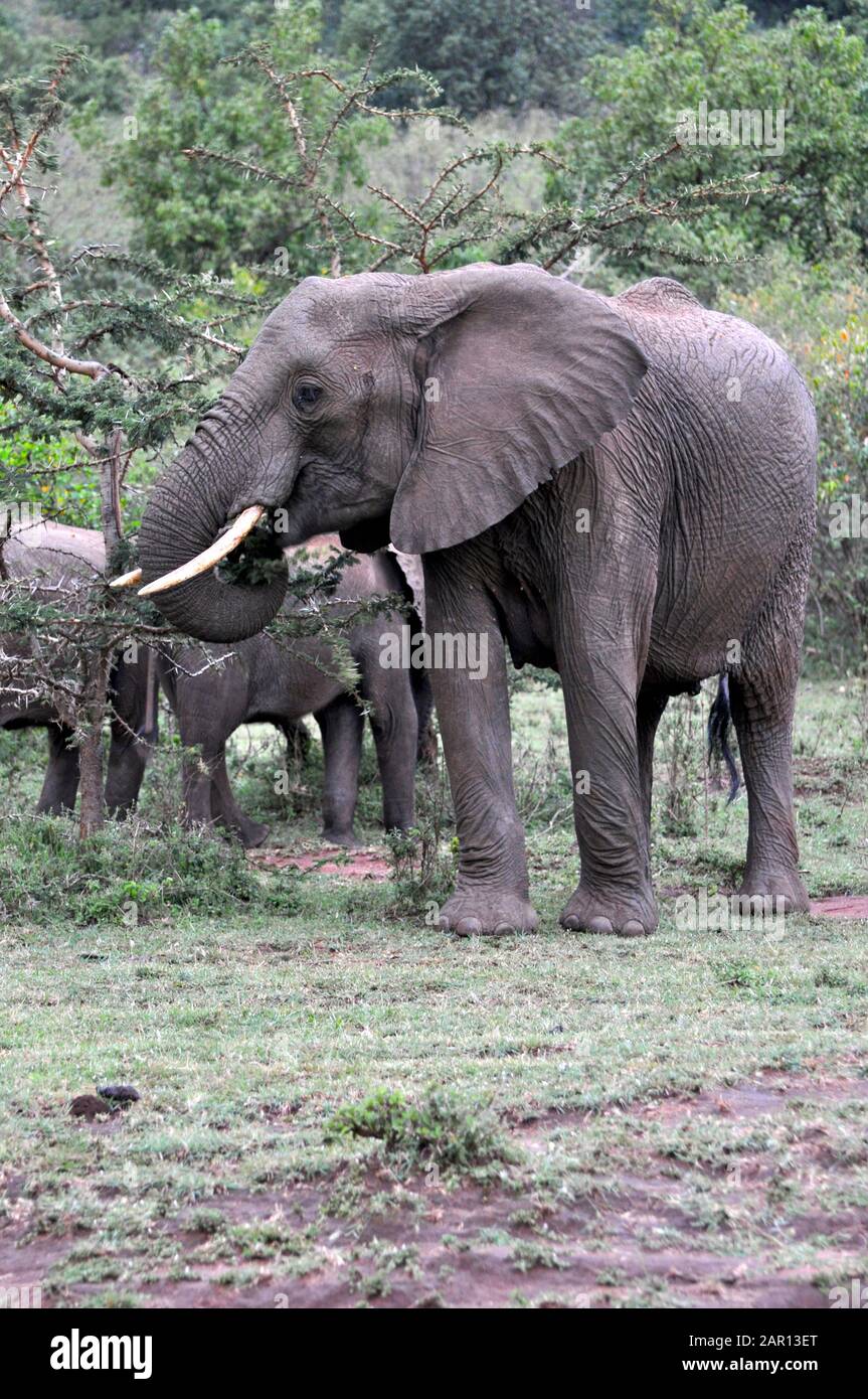 Solio national park hi-res stock photography and images - Alamy