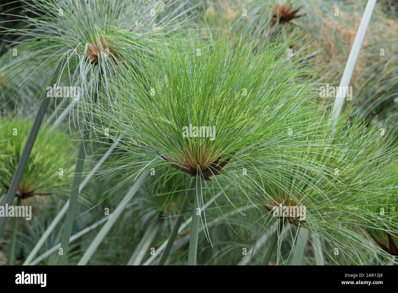 Papyrus plant at the Elephant Sanctuary, Hazyview, Mpumalanga, South ...