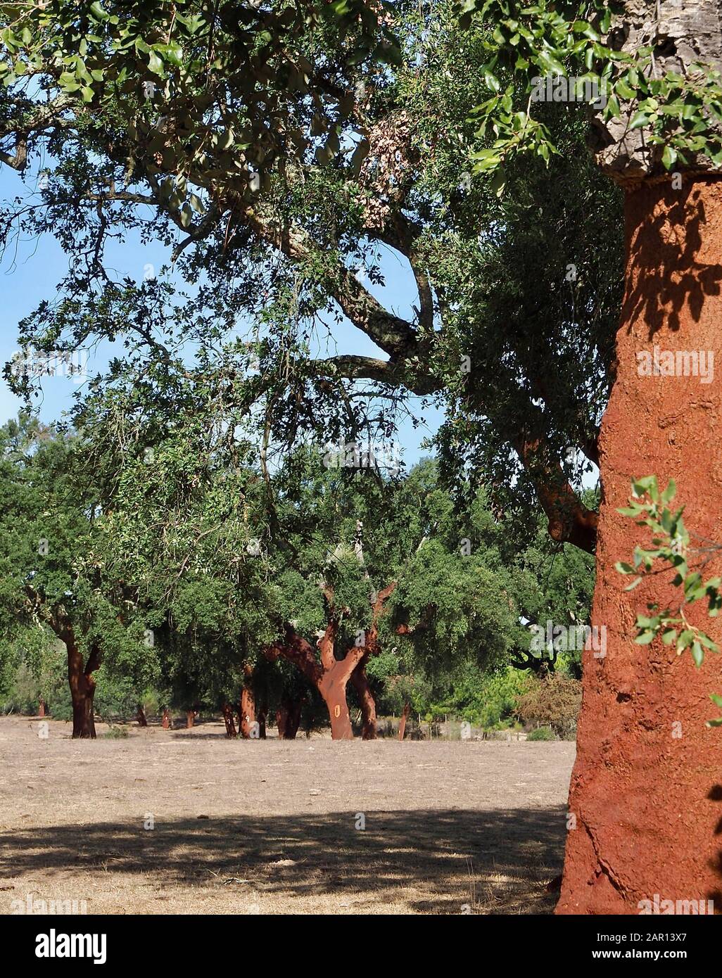 Beautiful cork oak tree in a forest of cork oaks in the Alentejo region ...