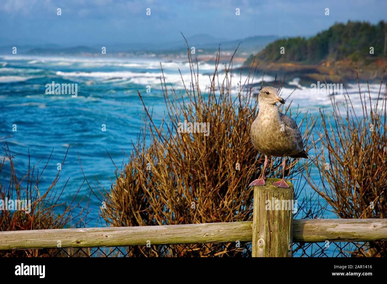 Seagull feet hi-res stock photography and images - Alamy
