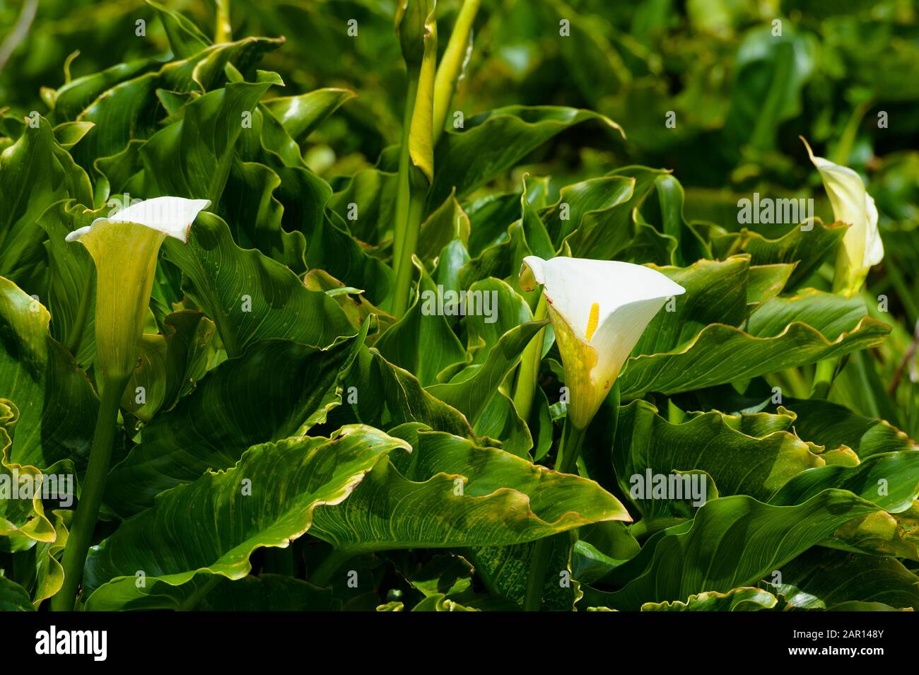Close up of wild lilies growing in the coastal regions of Oregon Stock ...
